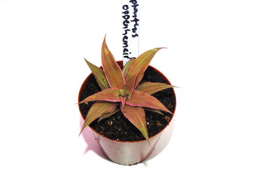 Mini Terrarium Bromiliad - Cryptanthus sp. - " Marian Oppenheimer" pup ...