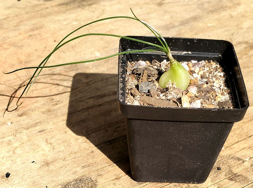 Albuca polyphylla | Aquatic Plants SA
