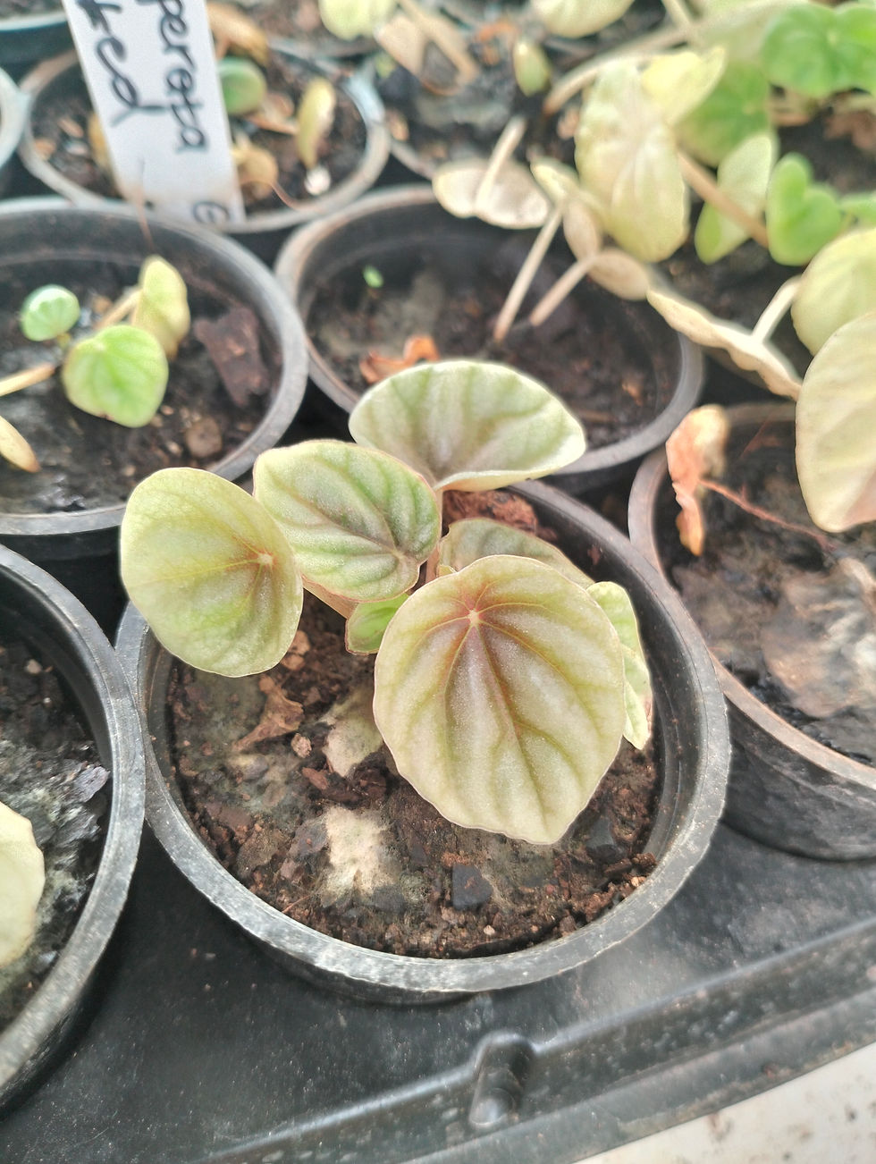 Peperomia caperata - Green variegated | Aquatic Plants SA