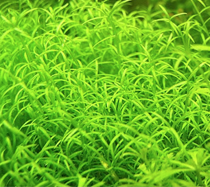 Gallery | Aquatic Plants SA