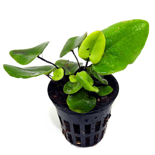Heart Fern - Hemionitis arifolia plug | Aquatic Plants SA
