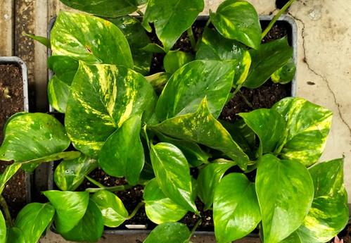Scindapsus aureus - Golden pothos M plug | Aquatic Plants SA
