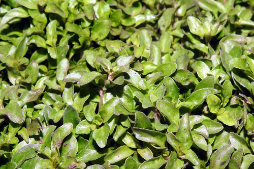 Frog Fruit - Phyla nodiflora | Aquatic Plants SA