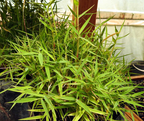 Pygmy Bamboo - Arundinaria 'pygmaea' - Rooted | Aquatic Plants SA