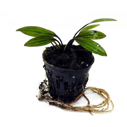 Echinodorus osiris rubra - Amazon sword - Rooted | Aquatic Plants SA