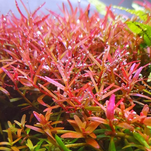 Rotala colorata - rooted | Aquatic Plants SA
