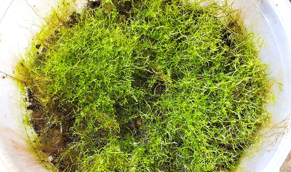 Terrarium MOSS | Aquatic Plants SA