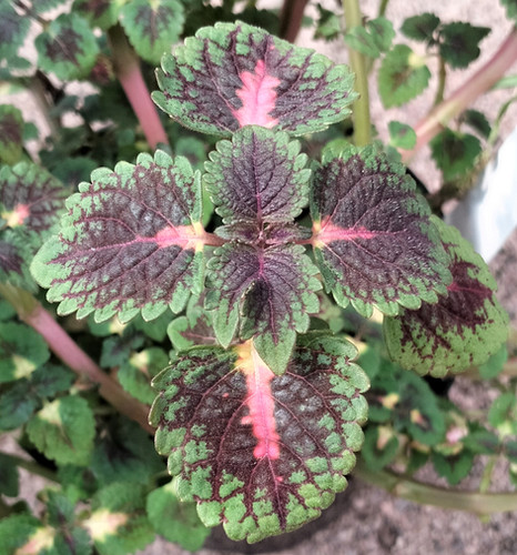 Coleus hybrid 'Dark brown/Pink' - cutting | Aquatic Plants SA