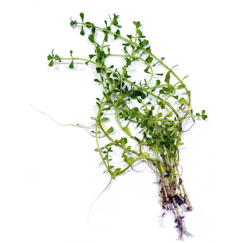 Bacopa monnieri - Rooted | Aquatic Plants SA