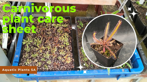 Carnivorous Plant Care Sheet - Digital download | Aquatic Plants SA