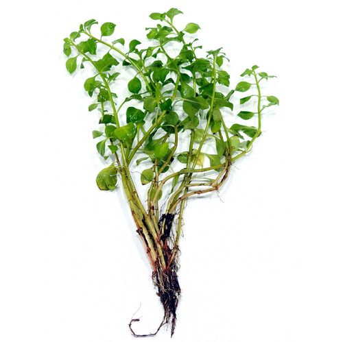 Ludwigia brocklee GREEN - Rooted | Aquatic Plants SA