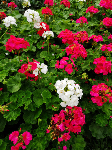 Geranium Zonal (mix) | SJLS Plant Sale