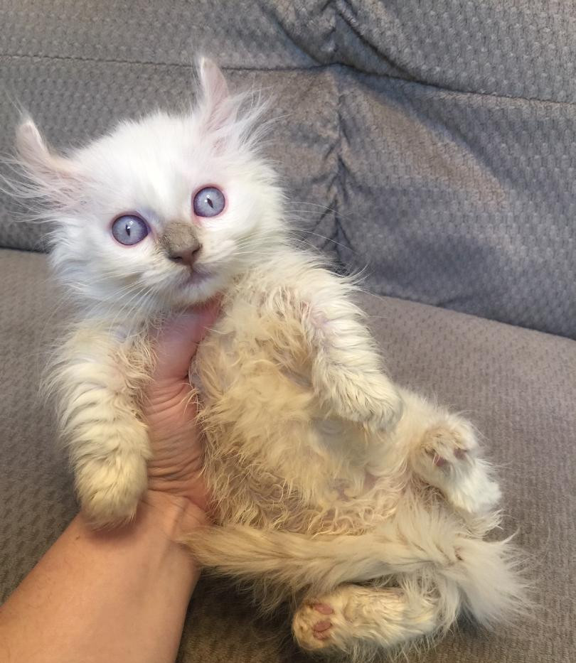 Munchkin Kittens For Sale Tica Kinkalow Kittens United States