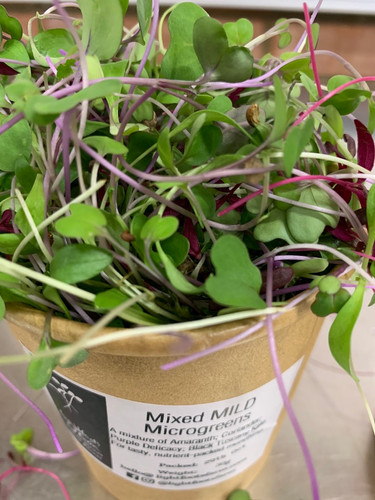 Mild Mixed Microgreens 30g | Microgreens