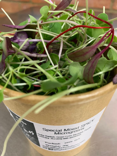 Spicy Mixed Microgreens 30g | Microgreens