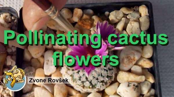 Pollinating cactus flowers