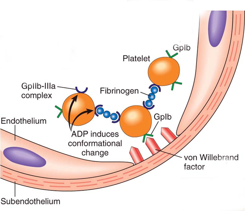 Fibrinogen in Trauma