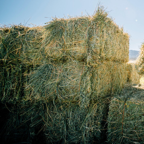 Heu | Verein tierische Nat