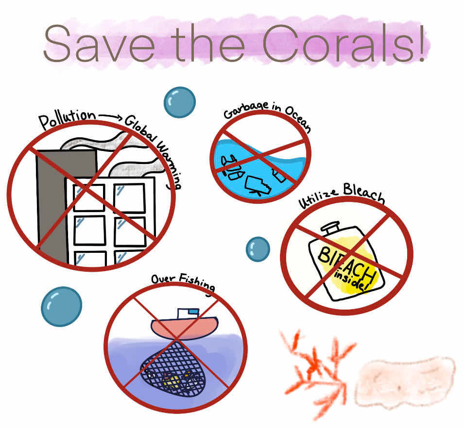 How Can We Save the Coral Reefs?
