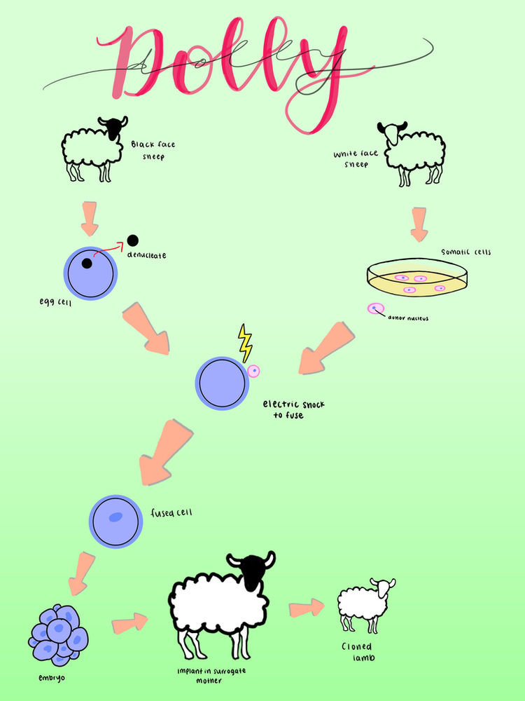What is Cloning and is it Ethical?