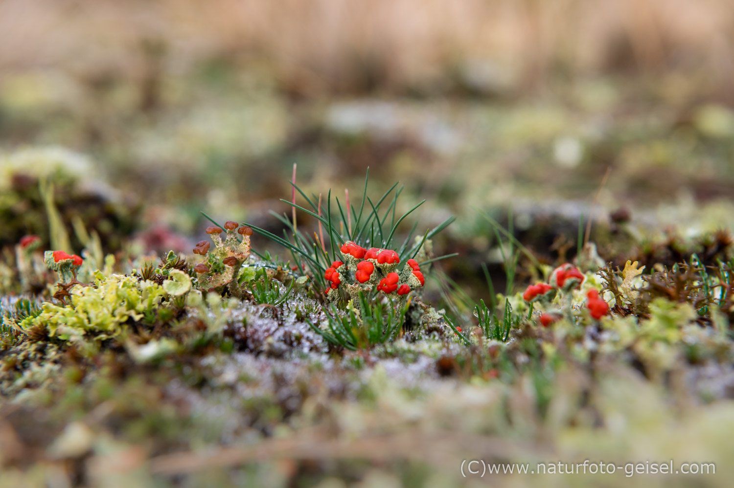 Naturfotografie Geisel, Bild des Monats,
