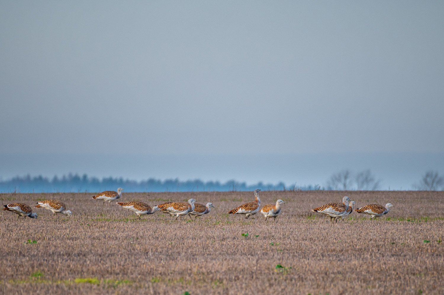 Naturfotografie Geisel, Bild des Monats,