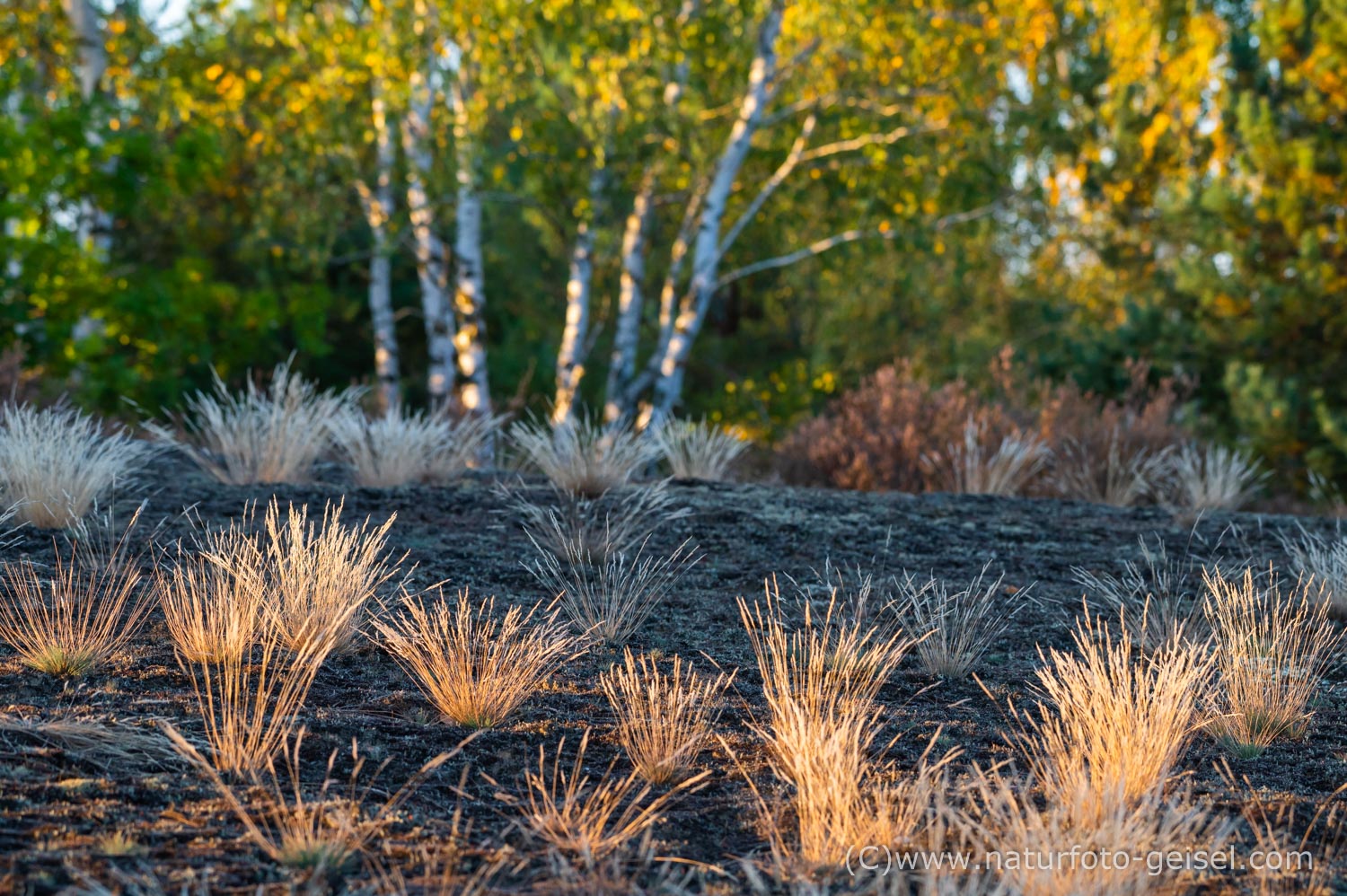 Naturfotografie Geisel, Bild des Monats,