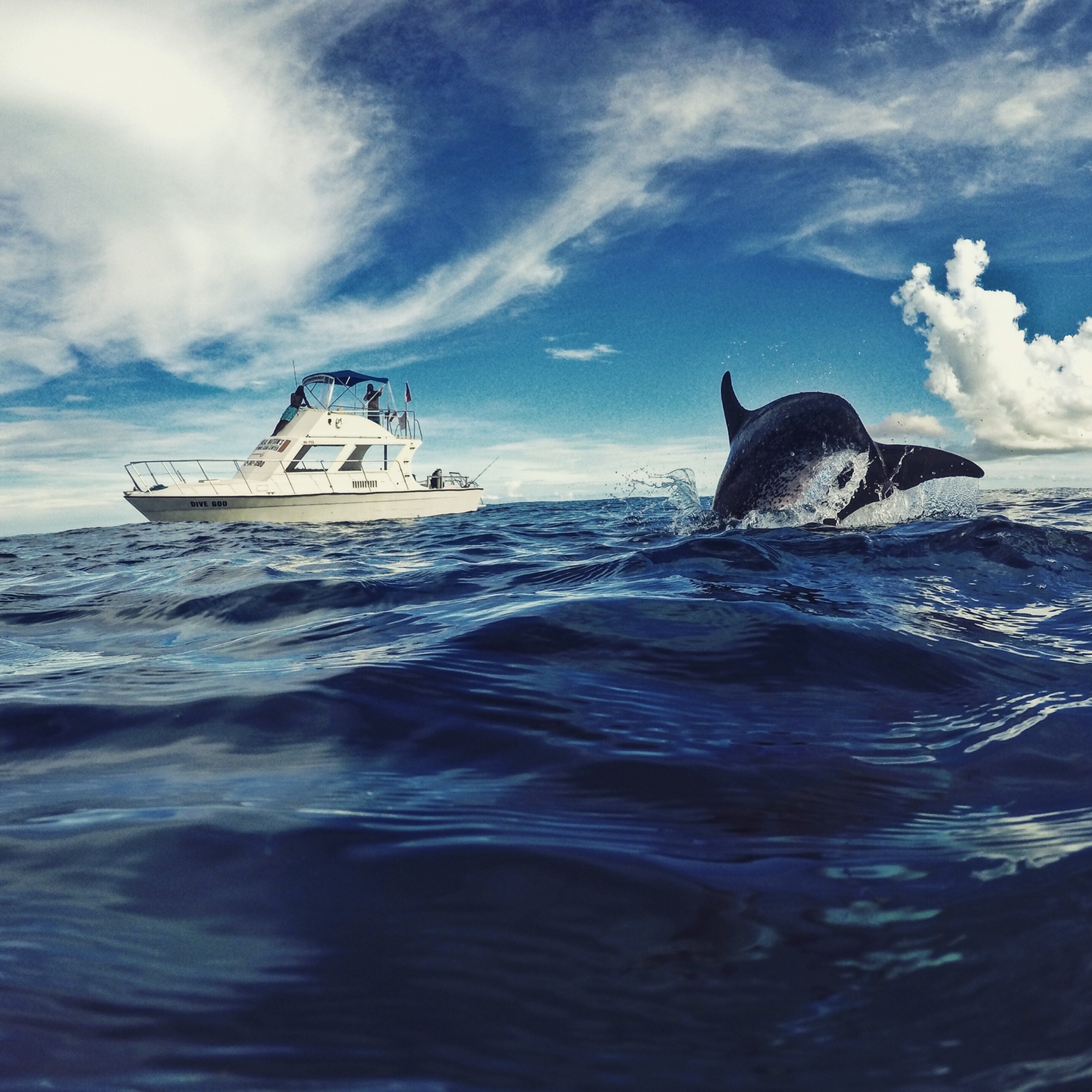 Bimini Scuba Center | Hammerhead Shark Diving Bimini Bahamas