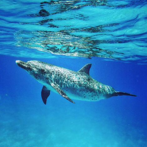 Bimini Scuba Center | Hammerhead Shark Diving Bimini Bahamas