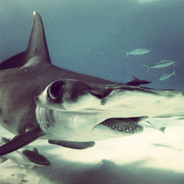 Bimini Scuba Center | Hammerhead Shark Diving Bimini Bahamas