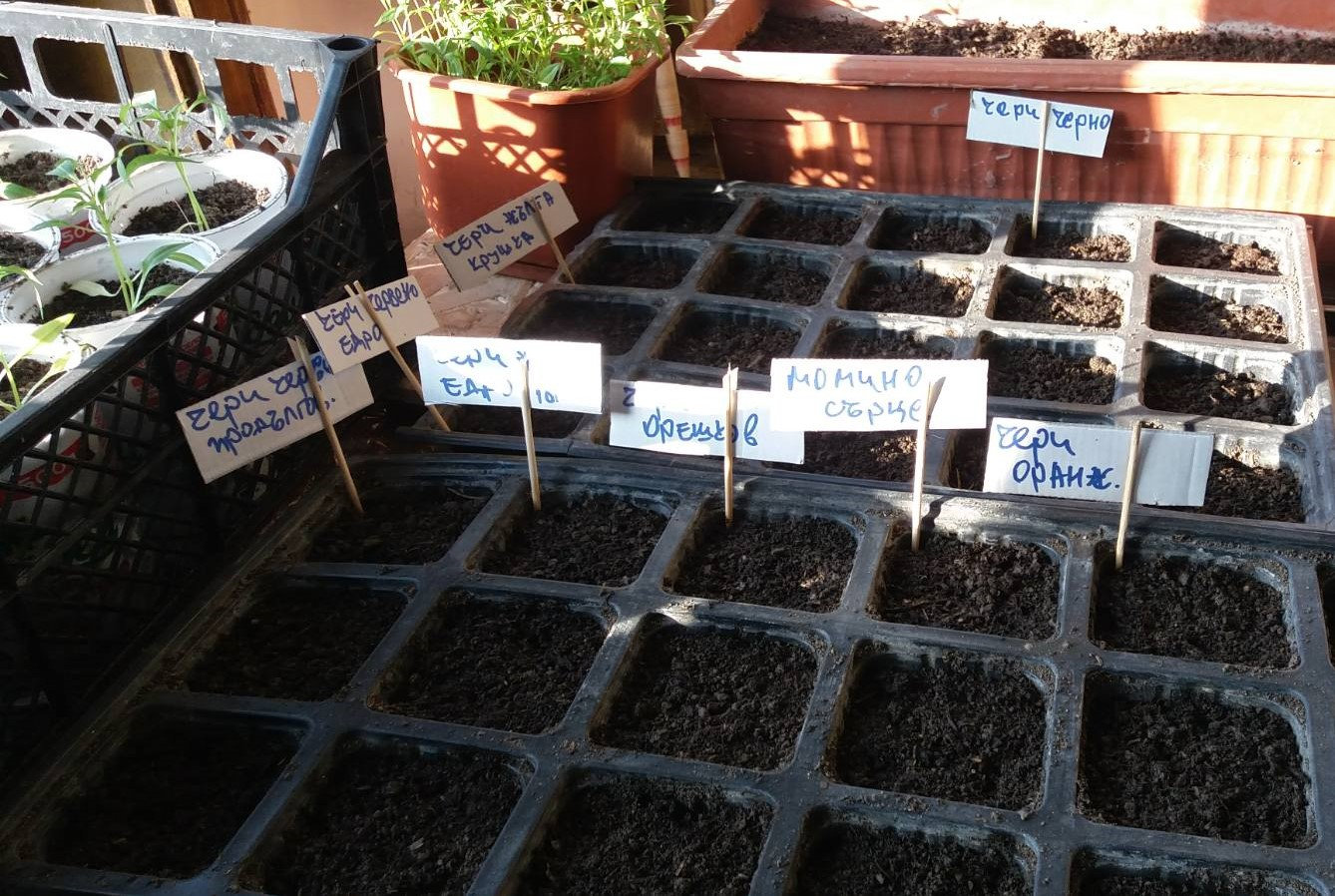 How to grow seedlings at home