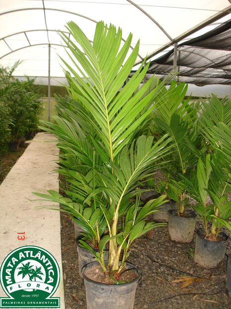 Pinanga | flora-mata-atlantica