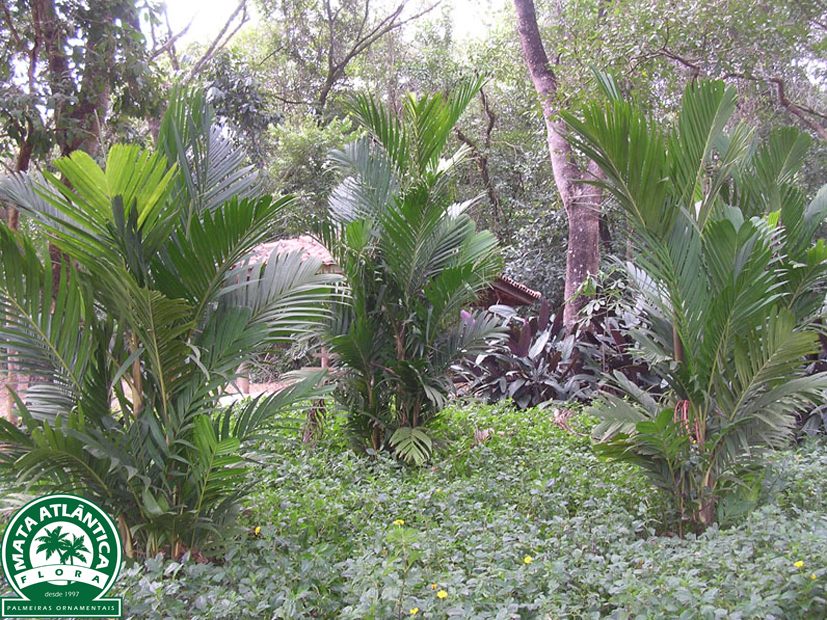 Pinanga | flora-mata-atlantica