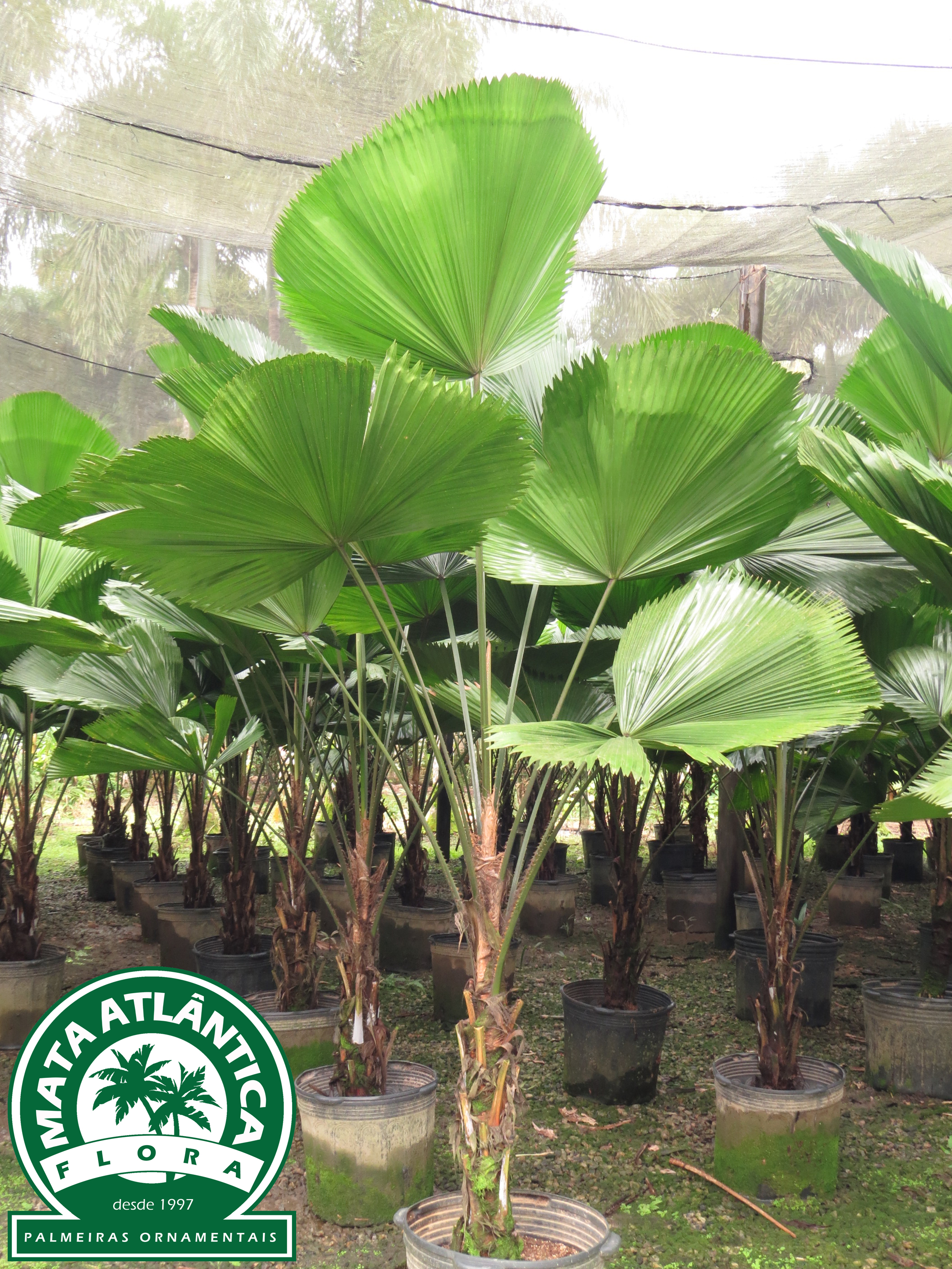 licuala | flora-mata-atlantica