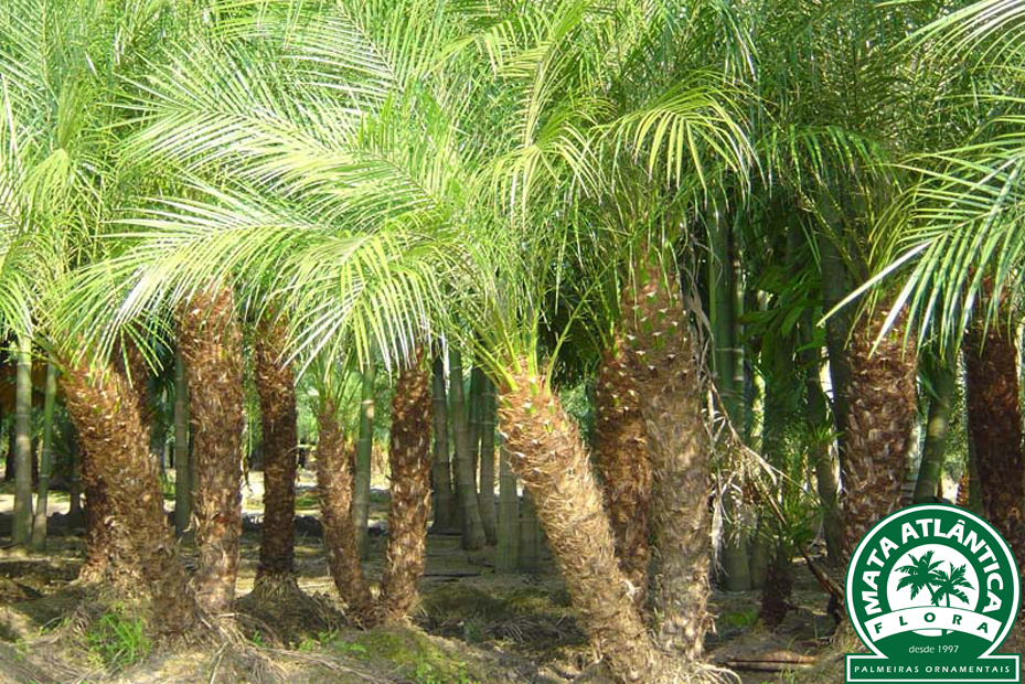 phoenix | flora-mata-atlantica