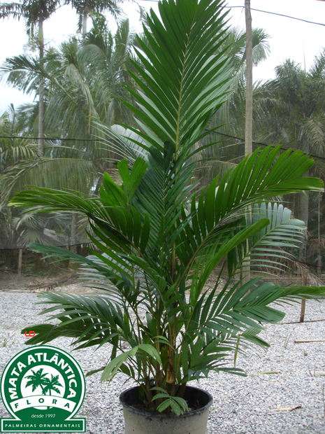 Pinanga | flora-mata-atlantica