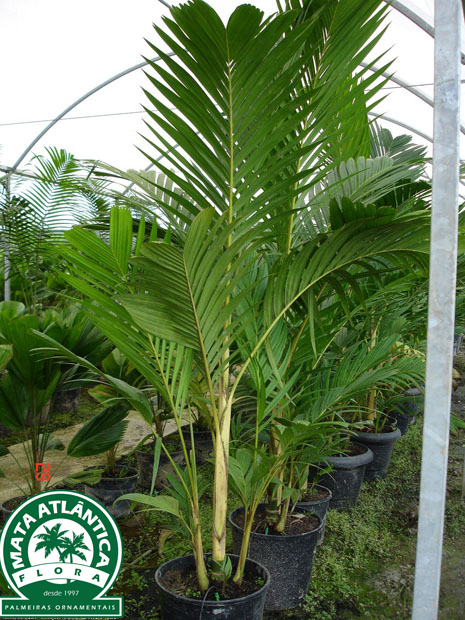 Pinanga | flora-mata-atlantica