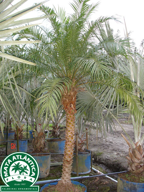 phoenix | flora-mata-atlantica