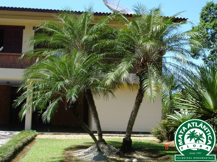 phoenix | flora-mata-atlantica