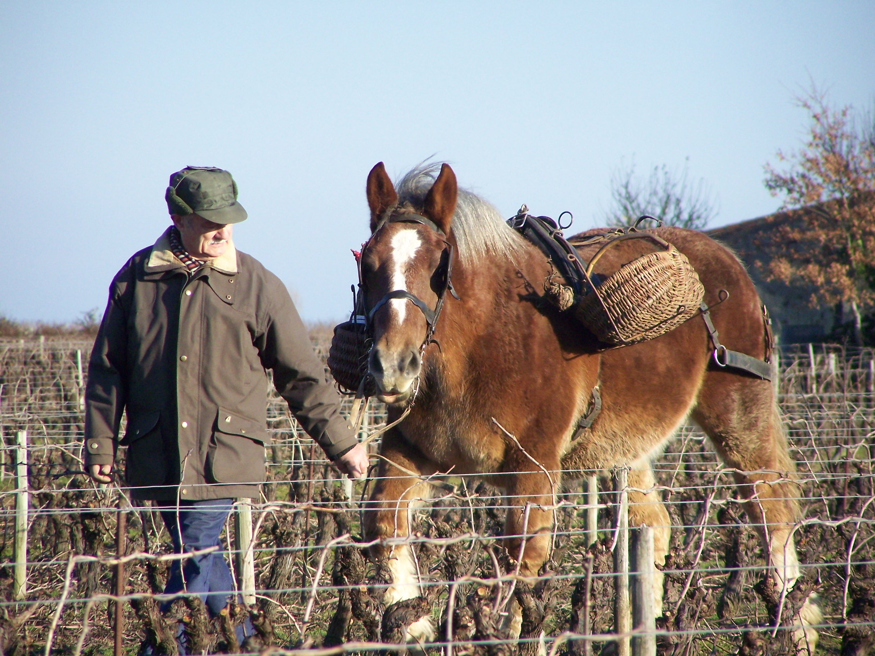 Domaine Henri Poiron Muscadet Nantes