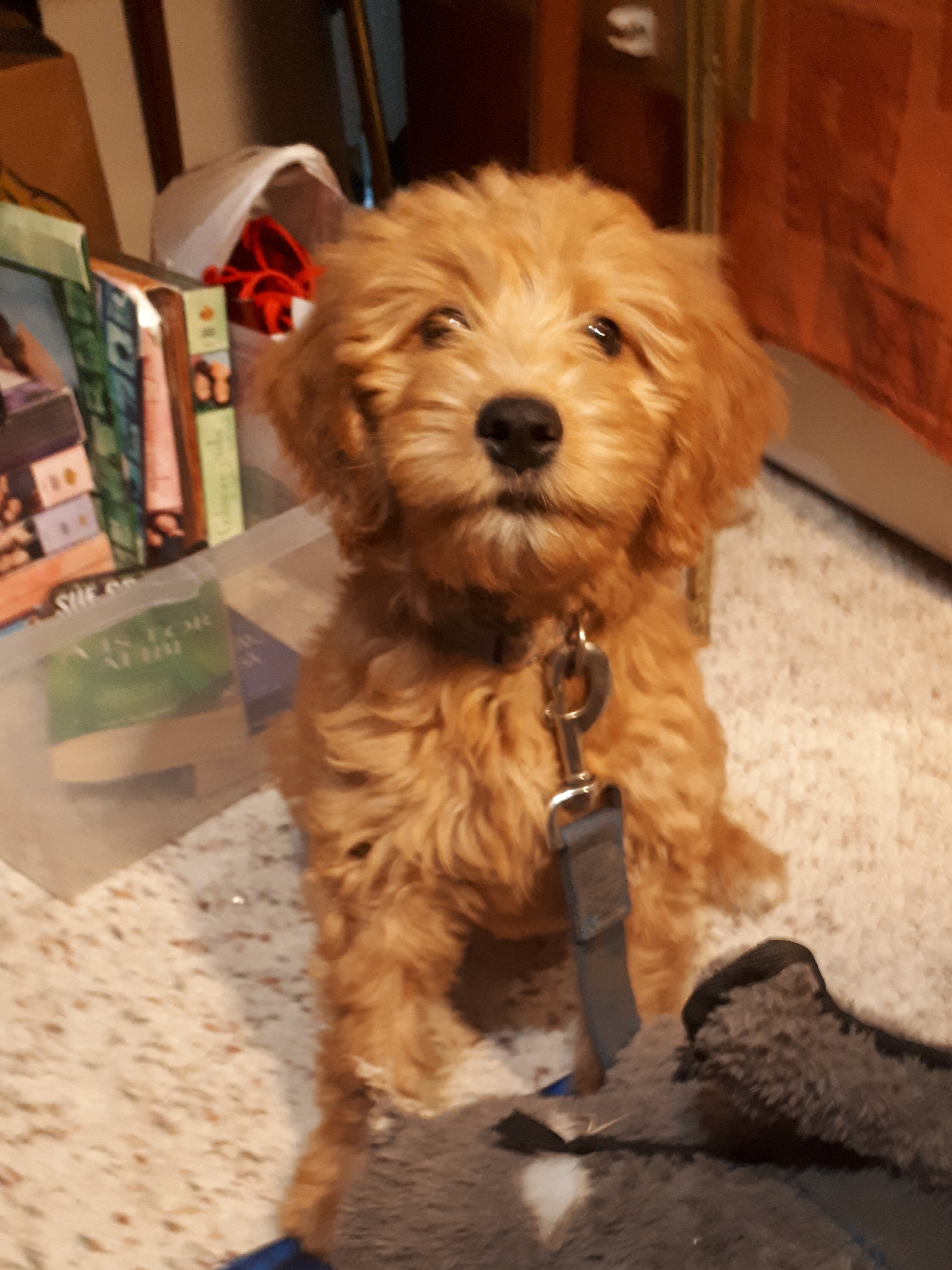 Dog breeder | Caninecorner | Ontario