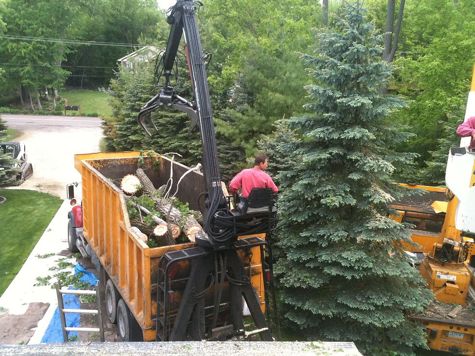 Tree Removal | Langer's Tree Service | United States