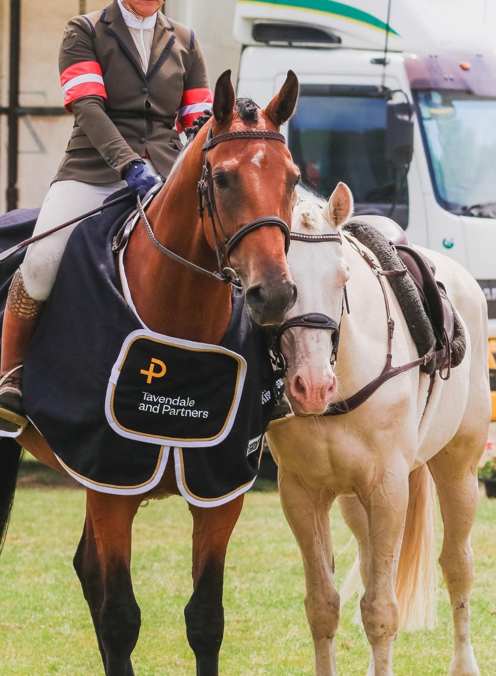 Stallions | PL Performance Horses