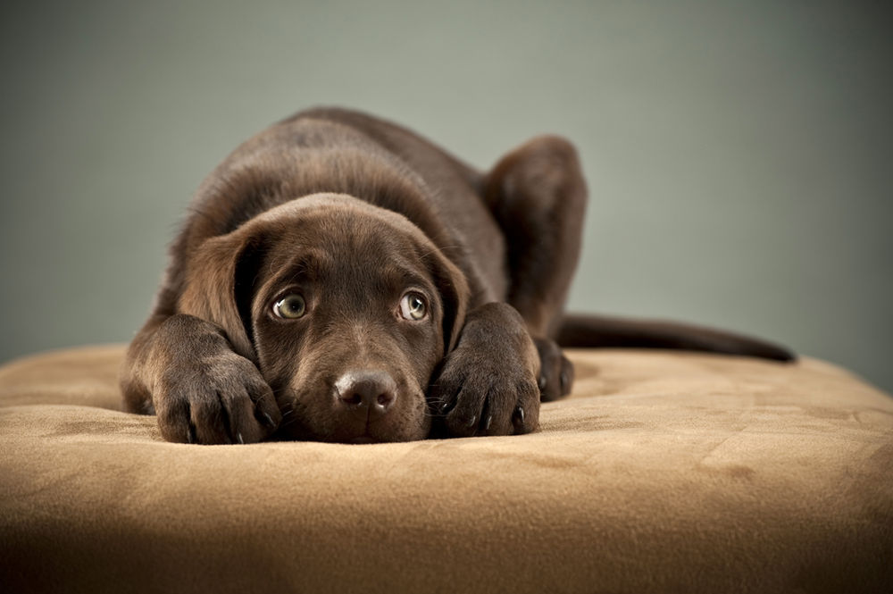 What does your dogs 'guilty' look really mean?