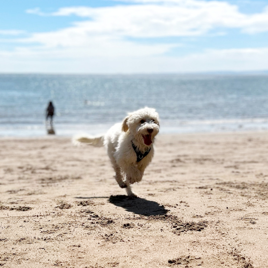 Puppy Training Programme | Rat Pack Dog Services