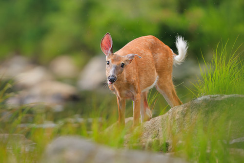 White-tailed Deer Shaking Off Flies | Ross Knowlton
