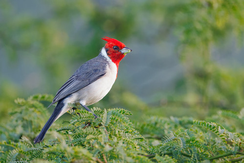 Red-crested Cardinal with Worm | Ross Knowlton