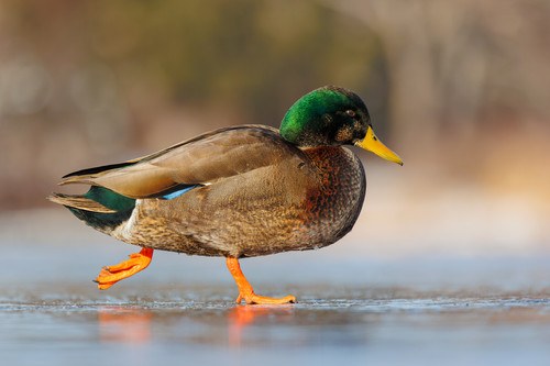 Ice Skating Duck | Ross Knowlton