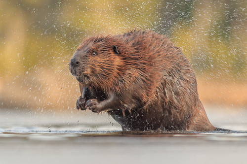 Beaver Drying Off | Ross Knowlton