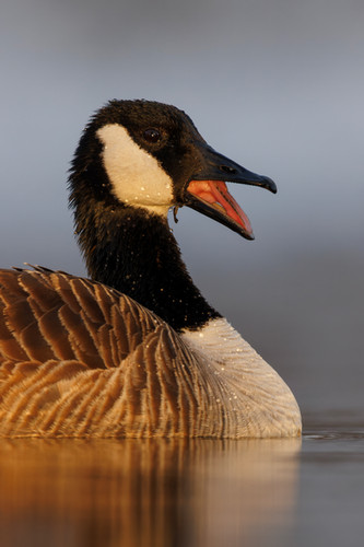Yawning Goose | Ross Knowlton